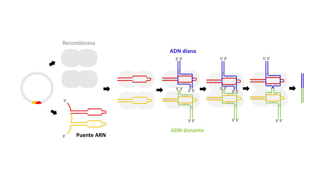 Una nueva herramienta de edición genética ha llegado: Bridge RNA | Blog de Bioingeniería ...