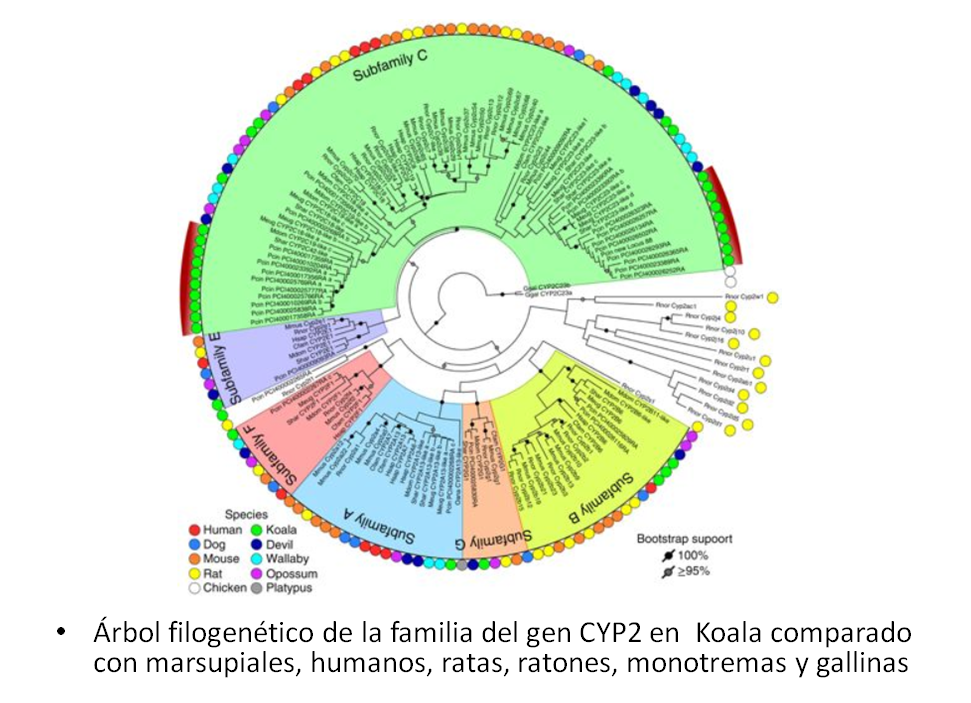 Adaptación y la conservación del genoma del koala | Blog de ...