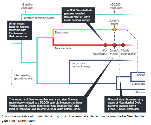 Ancestro humano híbrido: Madre Neandertal, padre Denisovan | Blog de ...